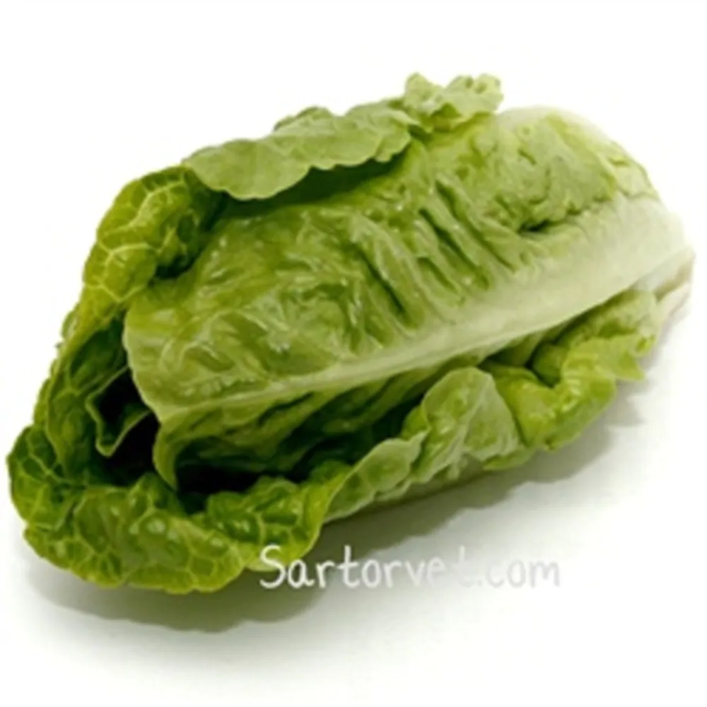 Salat hos Sartorvet | Køb nu til privat og erhverv